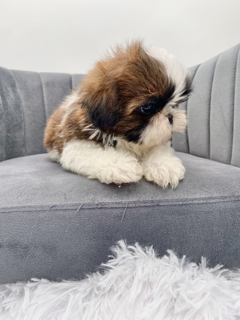 Adorable Shih Tzu Puppies Await - Fancy Garden Shih Tzu