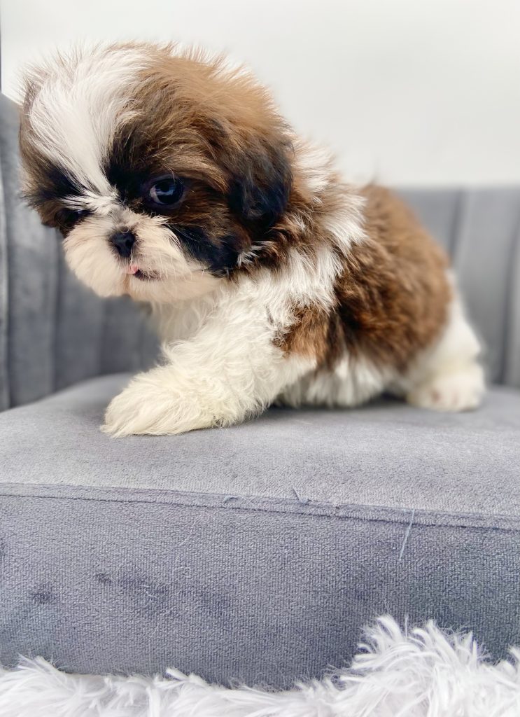 Adorable Shih Tzu Puppies Await - Fancy Garden Shih Tzu