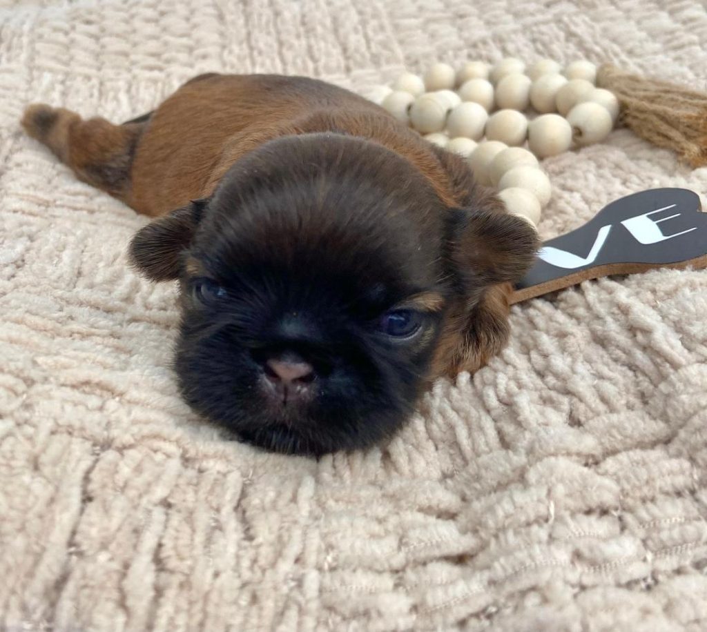 Adorable Shih Tzu Puppies Await - Fancy Garden Shih Tzu