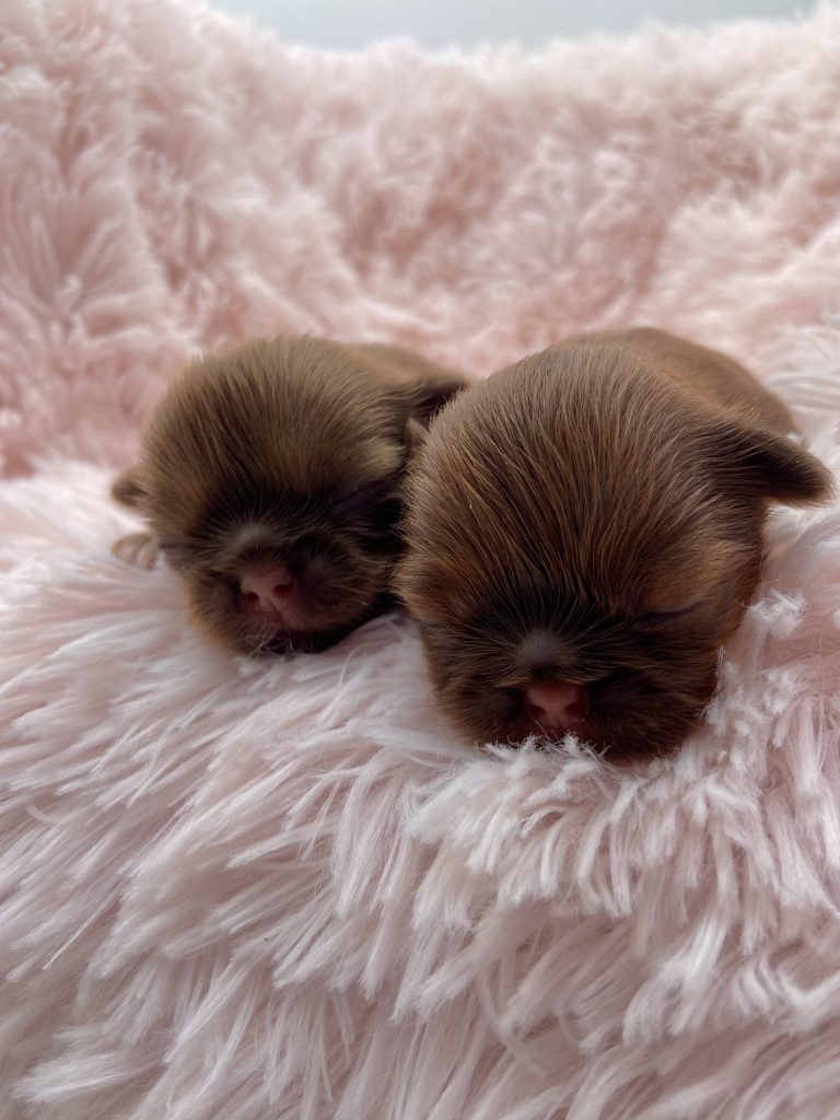 Adorable Shih Tzu Puppies Await - Fancy Garden Shih Tzu