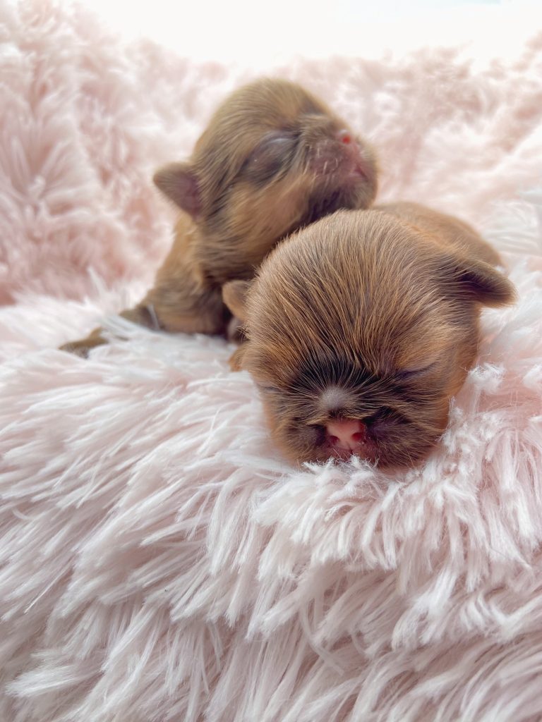 Adorable Shih Tzu Puppies Await - Fancy Garden Shih Tzu